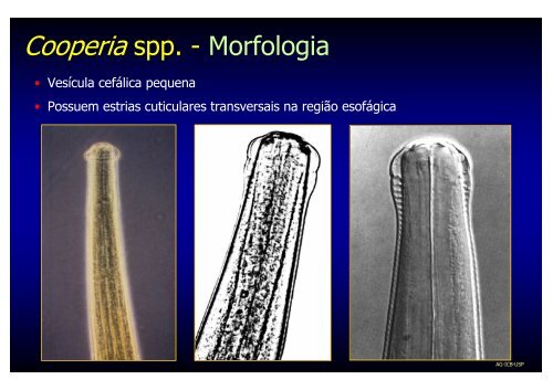 Cooperia spp. - Morfologi