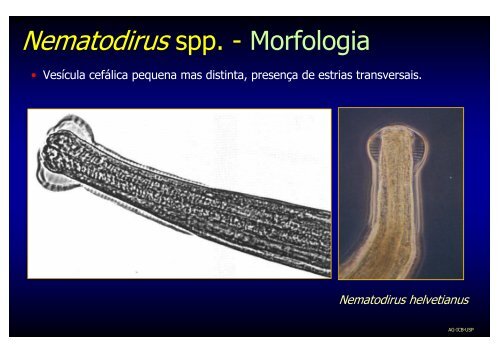 Nematodirus spp. - Morfol