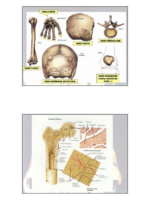 OSSO LUNGO OSSA CORTE OSS