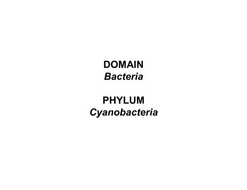 DOMAIN Bacteria PHYLUM Cyanobacteria - Genifuel