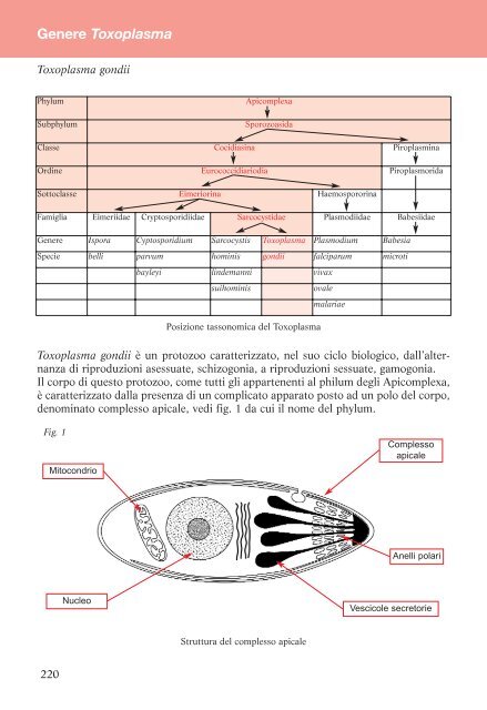 Genere Toxoplasma Toxopla