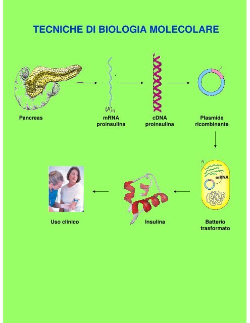 TECNICHE DI BIOLOGIA MOLECOLARE - Il Saturatore