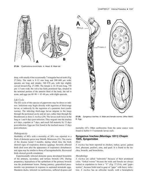 27.24. Cyathostoma bronch