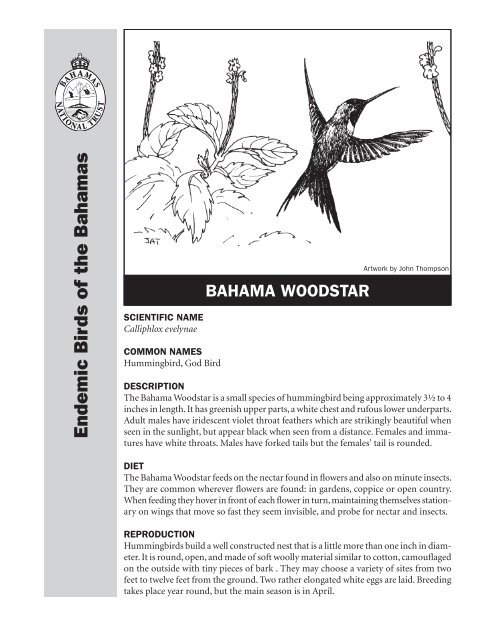 Bahama Woodstar Hummingbird Fact Sheet - The Bahamas ...