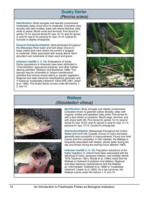 74 Dusky Darter (Percina