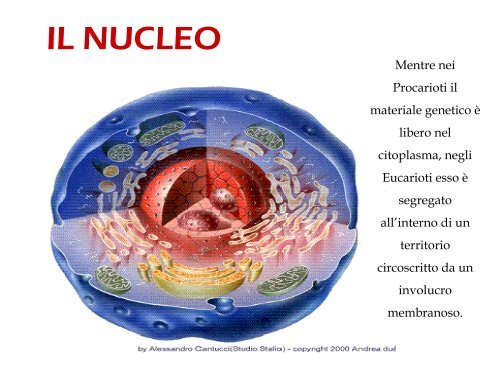 Il nucleo