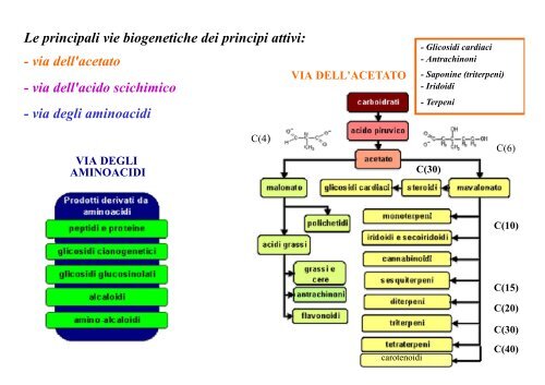 Le principali vie biogene