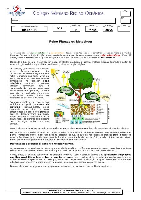 Reino Plantae ou Metaphyta