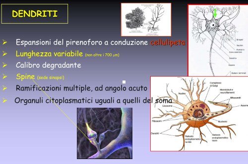 NEUROFIBRILLE Microfilame