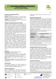 ONE STEP Anti-TP(Treponema Pallidum /Syphilis) TEST - InTec