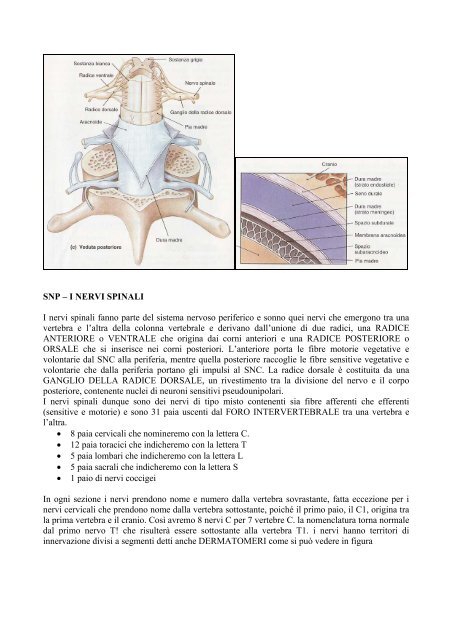 SNP – I NERVI SPINALI I
