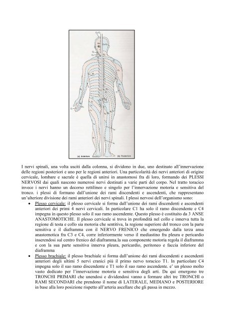 SNP – I NERVI SPINALI I