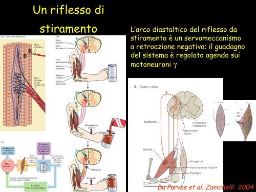 Un riflesso di stiramento