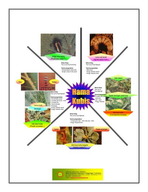 Hama Dan Penyakit Kubis - agroinfotek