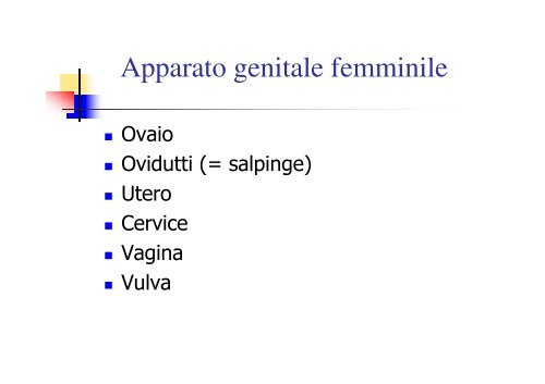 Apparato genitale