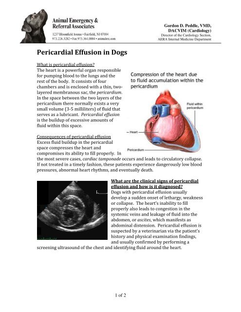 Pericardial Effusion Dog