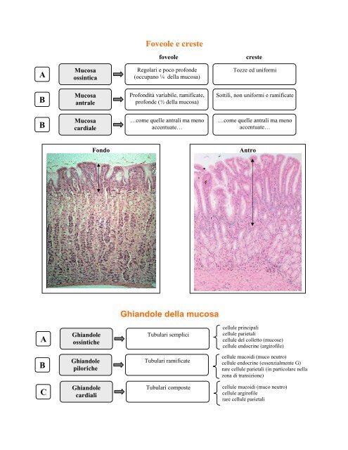 A B B A B C Mucosa ossint
