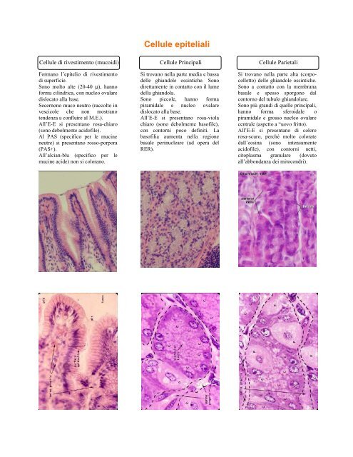 A B B A B C Mucosa ossint