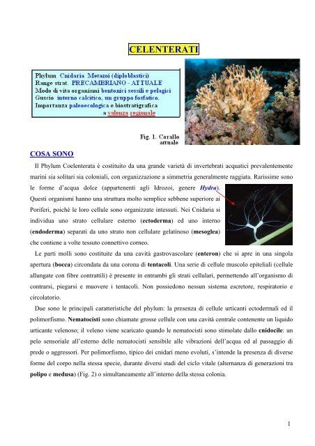 10.01.1 Celenterati - Scienze della terra