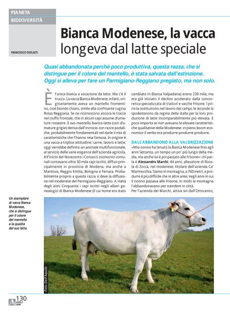 Bianca Modenese, la vacca longeva dal latte ... - Ermes Agricoltura