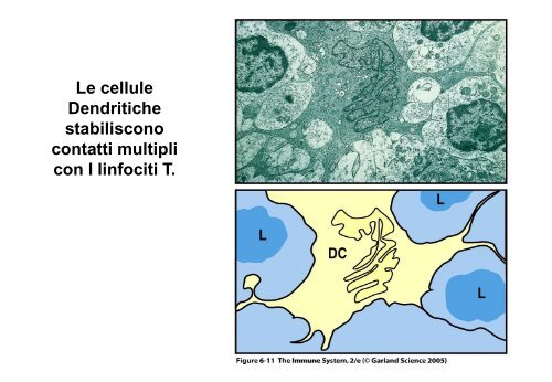 Le cellule Dendritiche st