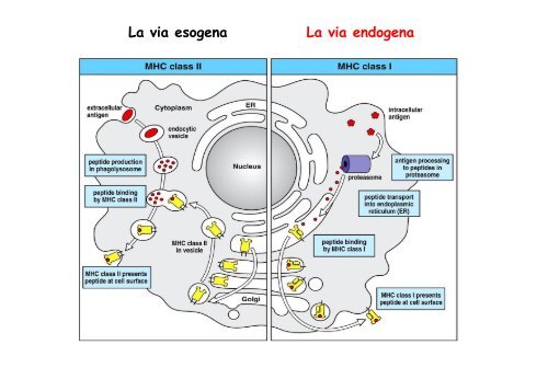 La via esogena La via end