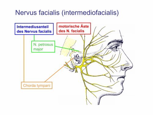 Motorische Innervation de