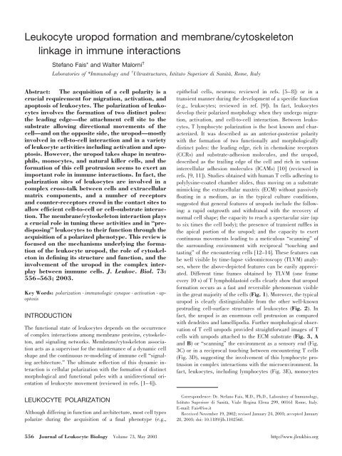 Leukocyte uropod formation and membrane/cytoskeleton linkage in ...