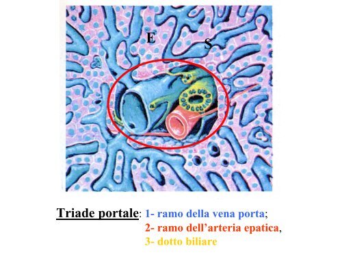 E Triade portale: 1- ramo