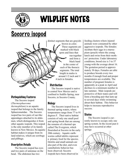 socorro isopod - New Mexico Game and Fish