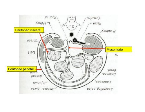 Peritoneo visceral Perito