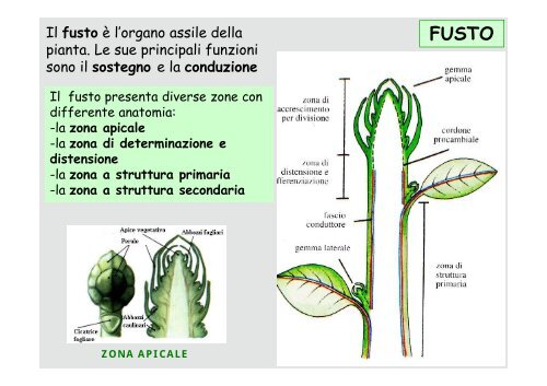 Il fusto è l'organo assile della pianta. Le sue principali ... - Sdasr ...
