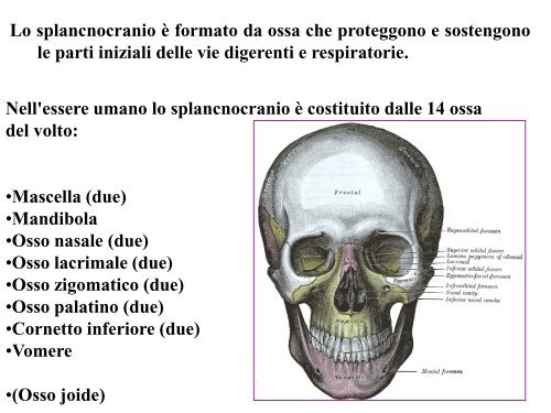 Lo splancnocranio è form