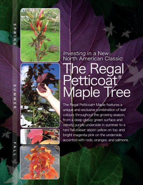 Regal Petticoat Maple Information