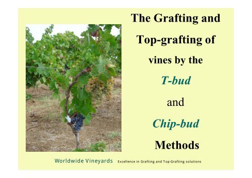 The Grafting and Top-grafting of T-bud and Chip-bud Methods - advid