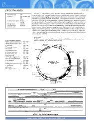 pEGFP-N3 - Gene Synthesis