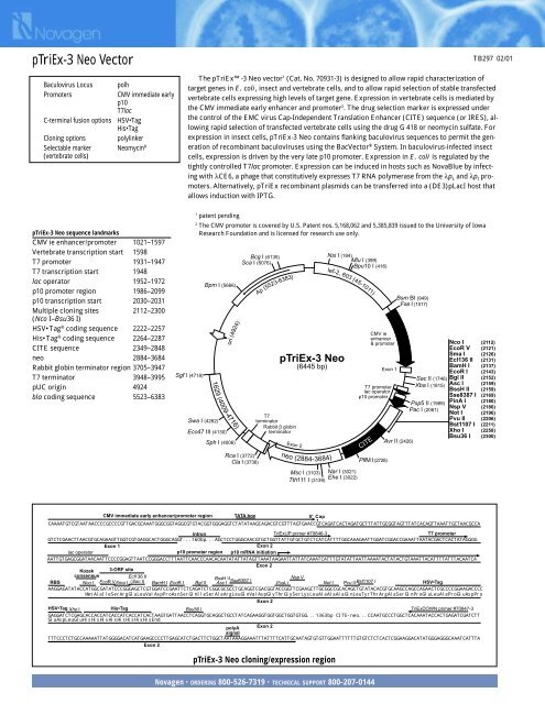 pTriEx-3 Neo Vector - Gene Synthesis