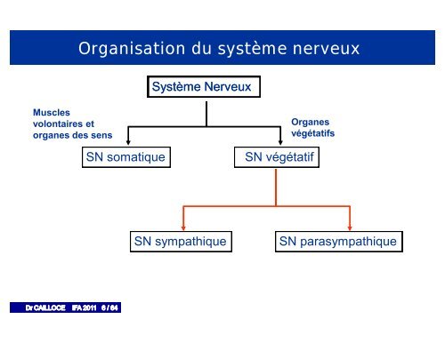 ANATOMIE PHYSIOLOGIE DU SYSTEME NERVEUX - docsamu