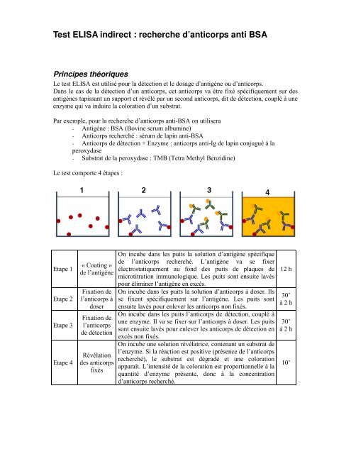 Test ELISA indirect : recherche d'anticorps anti BSA - CRDP de l ...