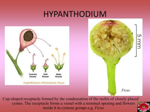 VERTICILLASTER Ocimum san