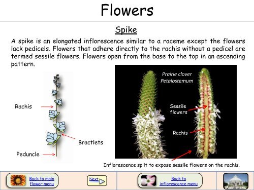 Peduncle Solitary Flowers