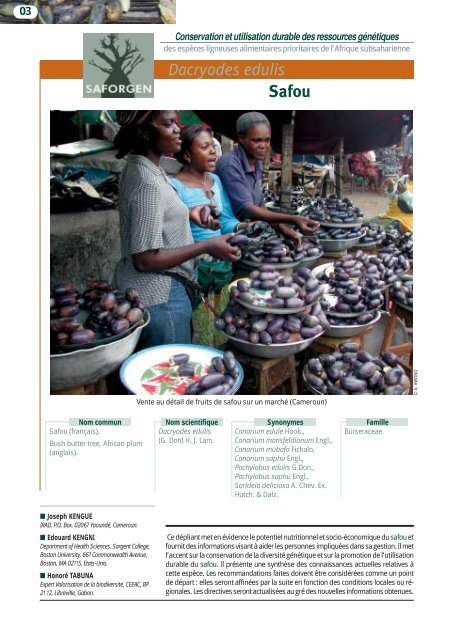Dacryodes edulis Safou - Bioversity International