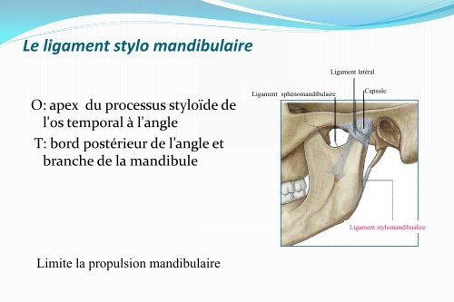 Ligament médial (sphéno