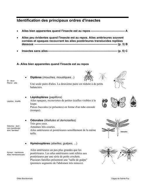 Identification des principaux ordres d'insectes - Cégep de Sainte-Foy
