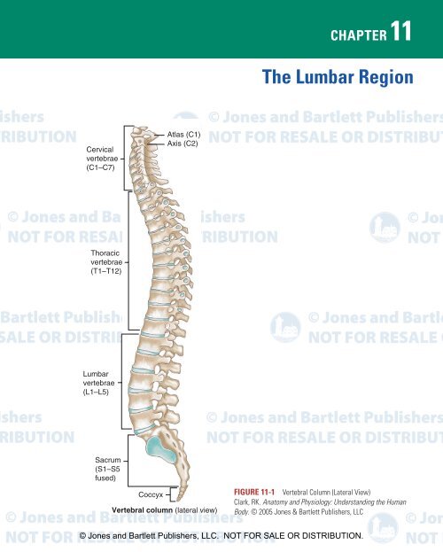 11 The Lumbar Region - Jones & Bartlett Learning