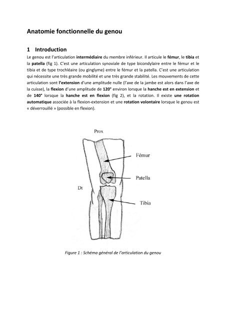 Anatomie fonctionnelle du genou