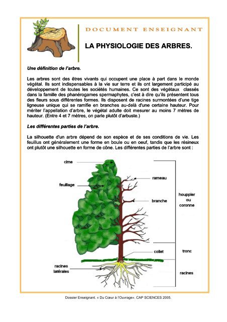 la physiologie des arbres. - Cap Sciences