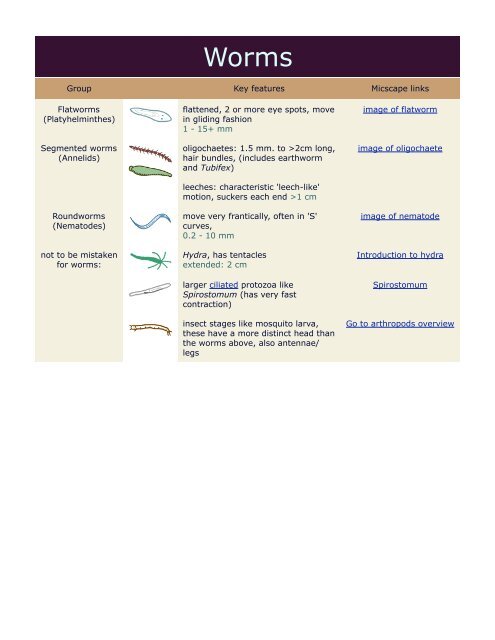 Worms Group Key features