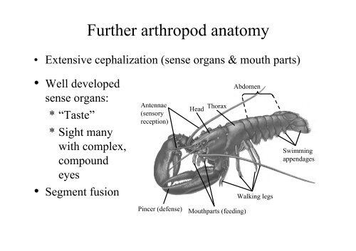Arthropods Anatomy Anatomy Reading Source