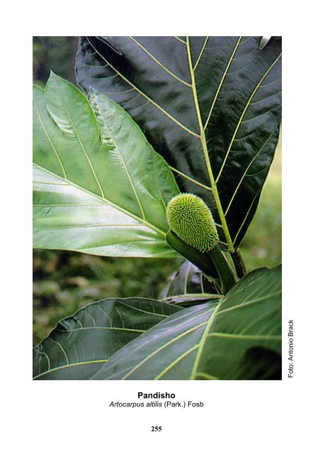 Pandisho Artocarpus altil